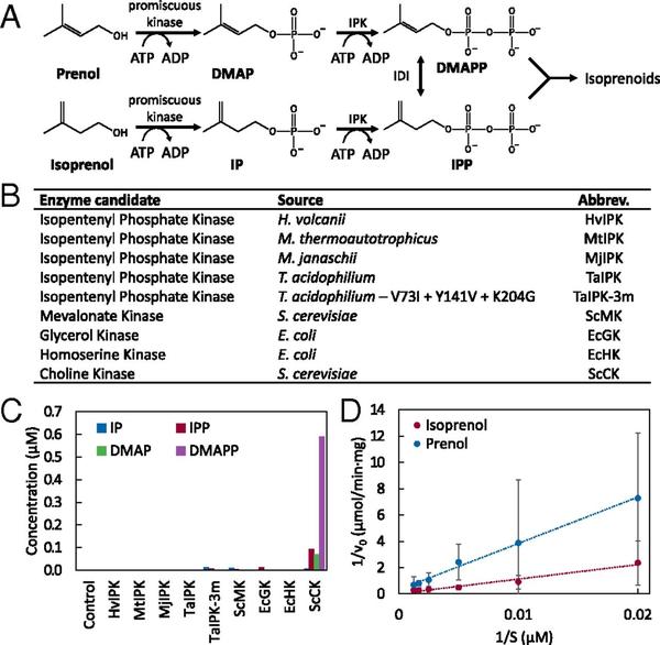两个激酶取代MVA和MEP合成类异戊二烯 - 知乎