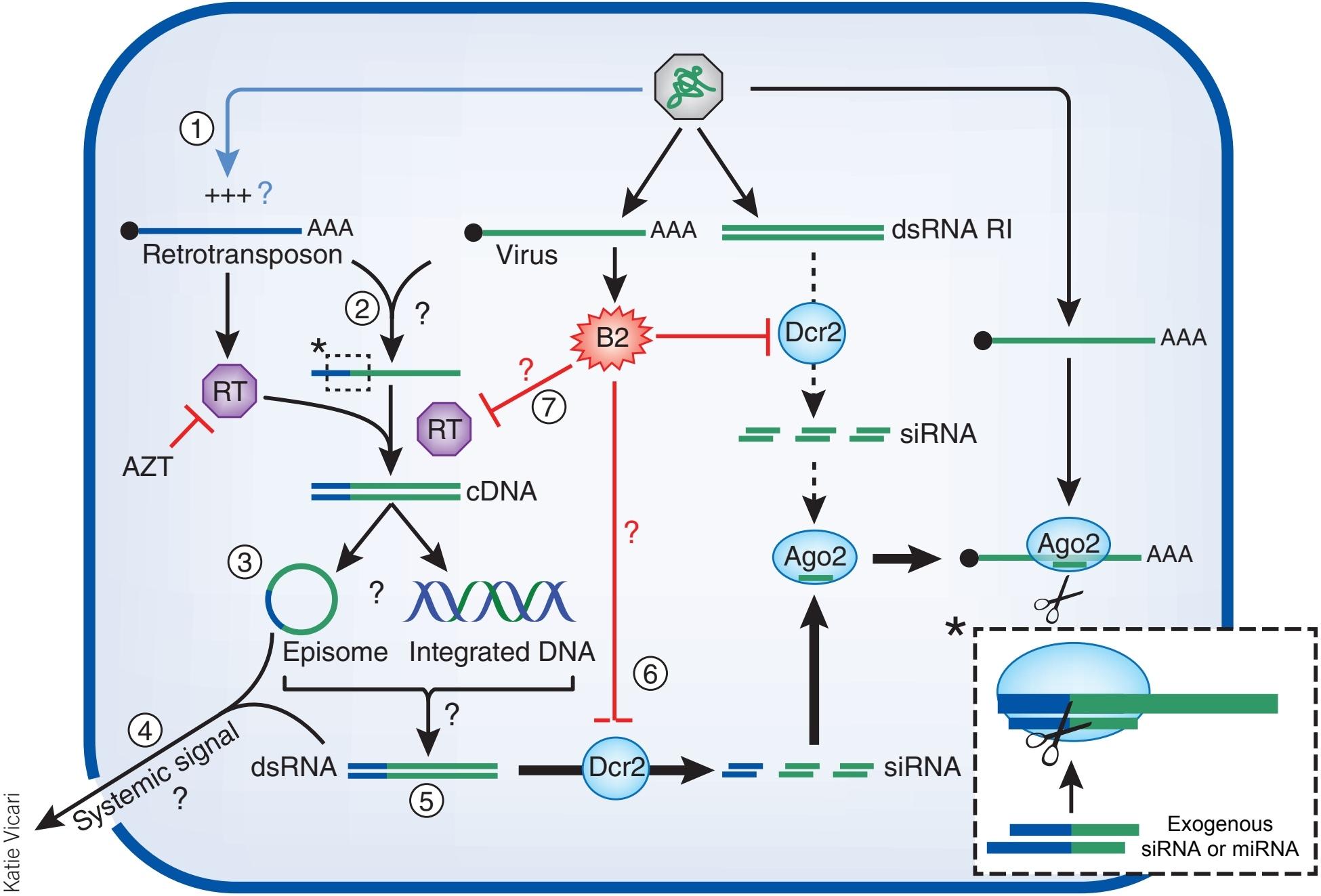 RNA干扰（一）——mi-！si-！pi-！ - 知乎