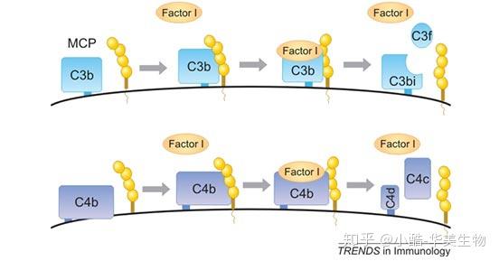 补体激活调节剂CD46 - 知乎