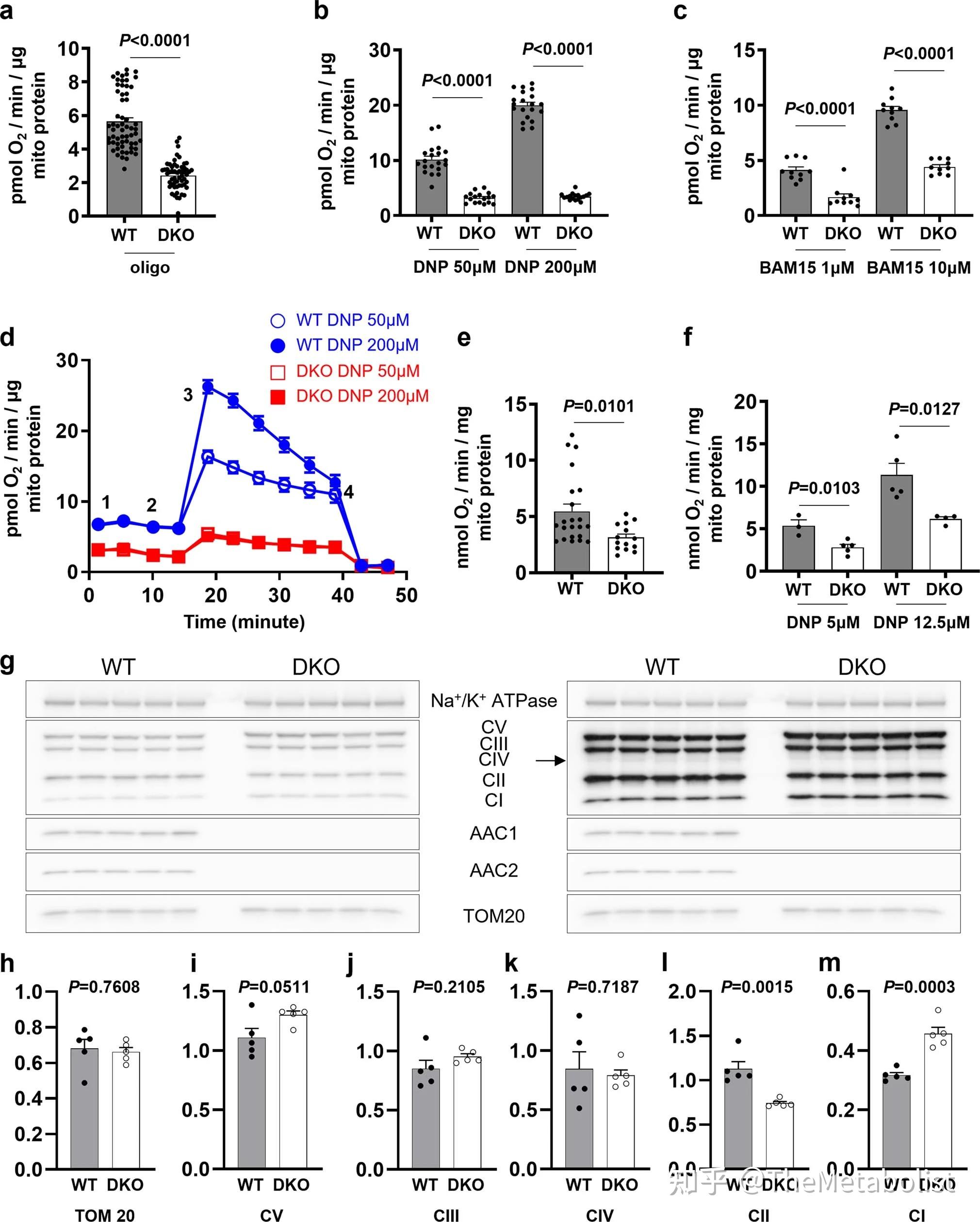 代谢学人--Nature：U，执行A计划！线粒体UCP1/AAC机制大揭秘 - 知乎