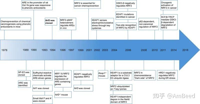 【AmBeed解析】探究Nrf2的作用机制 - 知乎