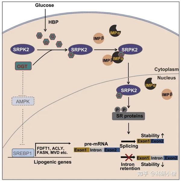 两篇文章带你get O-GlcNAc糖基化新思路 - 知乎