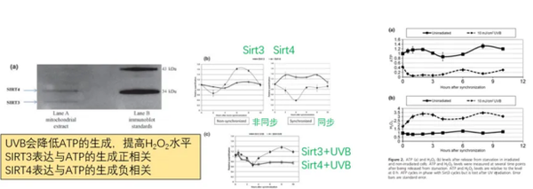SIRT和AMPK靶点通路知识讲解 - 知乎