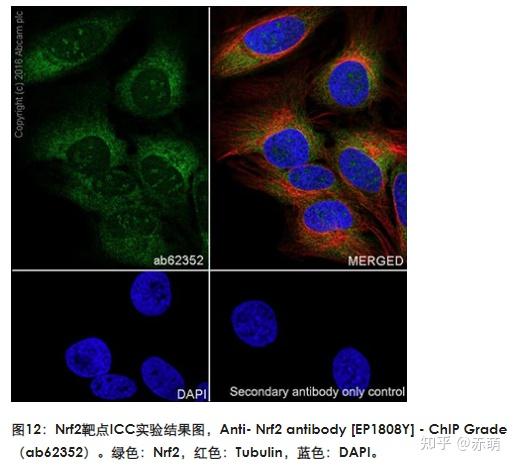 机理洞察 | 氧化应激信号通路：NRF2核因子 - 知乎