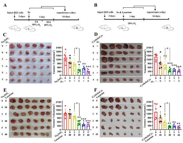 Pharmacol Res︱潘效红/吕军鸿/高雪团队发现提高硒治疗缺氧性肿瘤的新方法 - 知乎