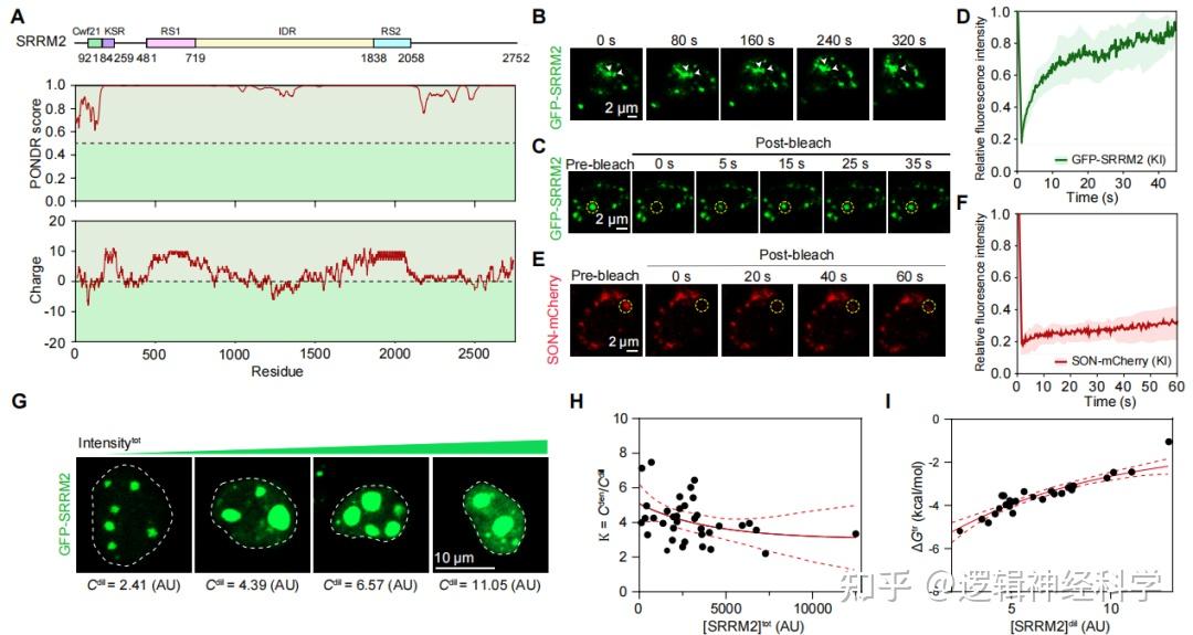 Cell Reports︱厦门大学王波团队揭示SRRM2通过相分离促进核斑组装的机制 - 知乎