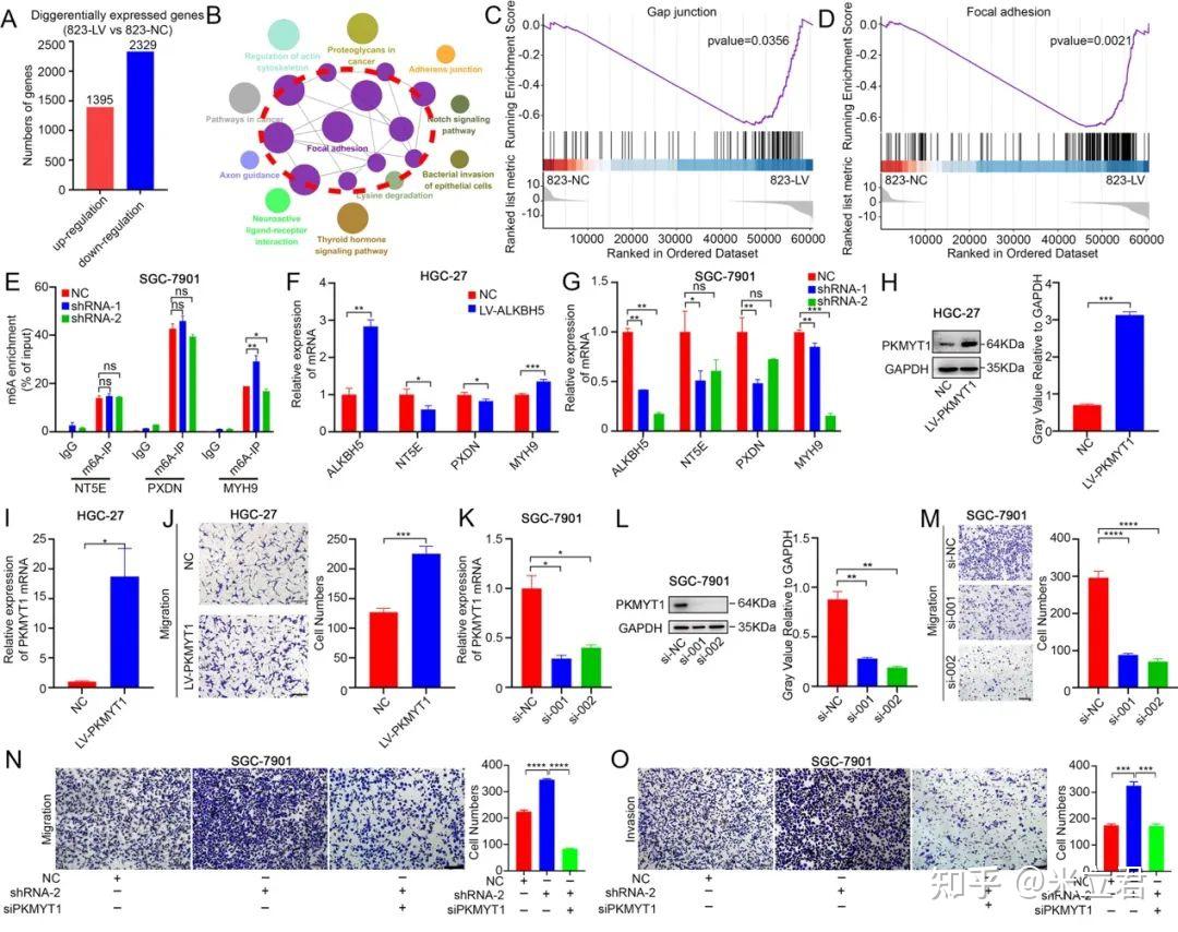 IF=41.44|去甲基化酶ALKBH5通过PKMYT1 m6A修饰抑制胃癌侵袭 - 知乎