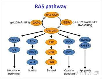 RAS癌症靶向治疗的研究现状和未来方向 - 知乎