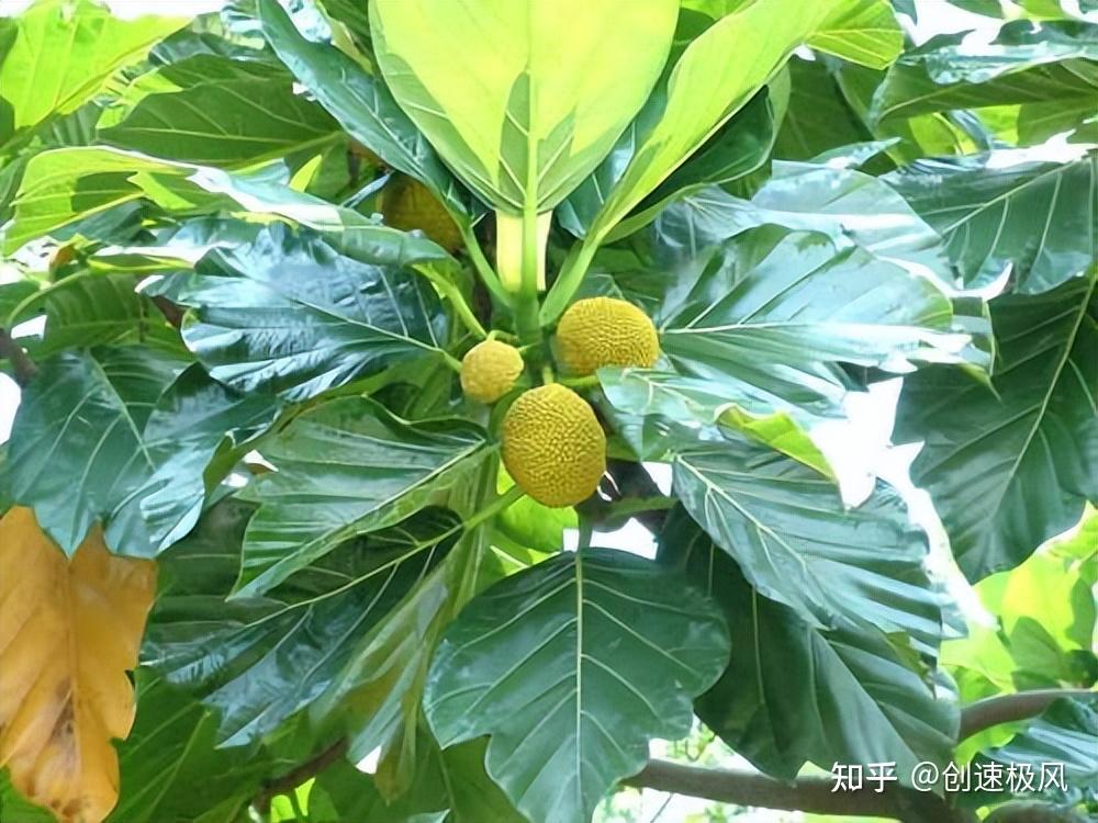 解密面包树：一棵树够人吃半年，将成为主食之选？ - 知乎