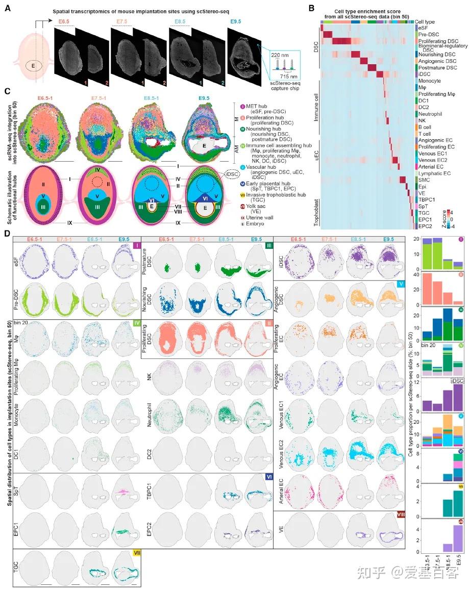 Cell | 利用scRNA-seq和scStereo-seq对免疫特性的脱膜基质细胞控制小鼠早期妊娠的时空洞察 - 知乎