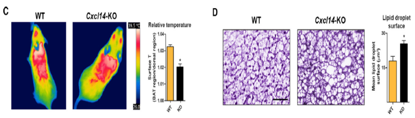 您了解CXCL14吗？——权威Cell Metabolism 为您答疑 - 知乎