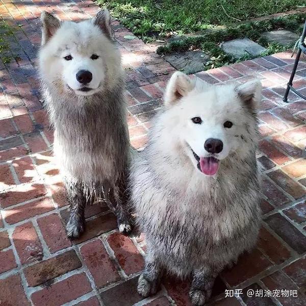 萌宠百科——傻白甜的萨摩耶犬（Samoyed） - 知乎