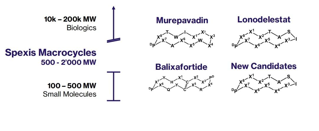 快讯 | Spexis双环肽balixafortide治疗B细胞淋巴瘤的临床前数据结果积极 - 知乎