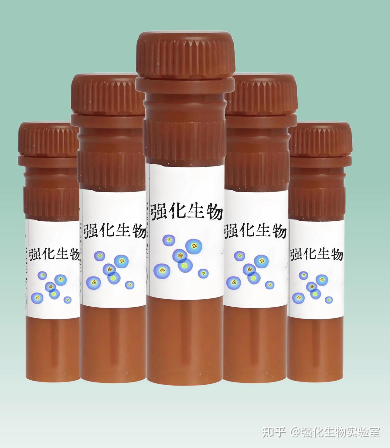 Acti-stain 555 Phalloidin，橙红色荧光标记鬼笔环肽，功能特点 - 知乎