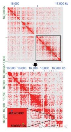 多篇IF 10分+带你了解Hi-C在植物方向的研究成果（近2年） | Hi-C专题 - 知乎