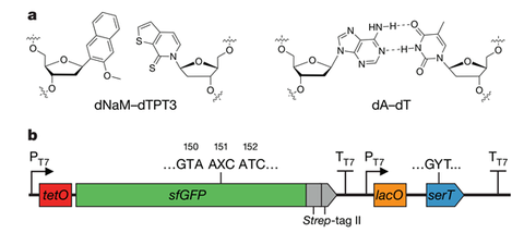 如何解读 2019年2月22日《科学》发表的合成生物学新突破「八碱基遗传系统Hachimoji」？ - 知乎