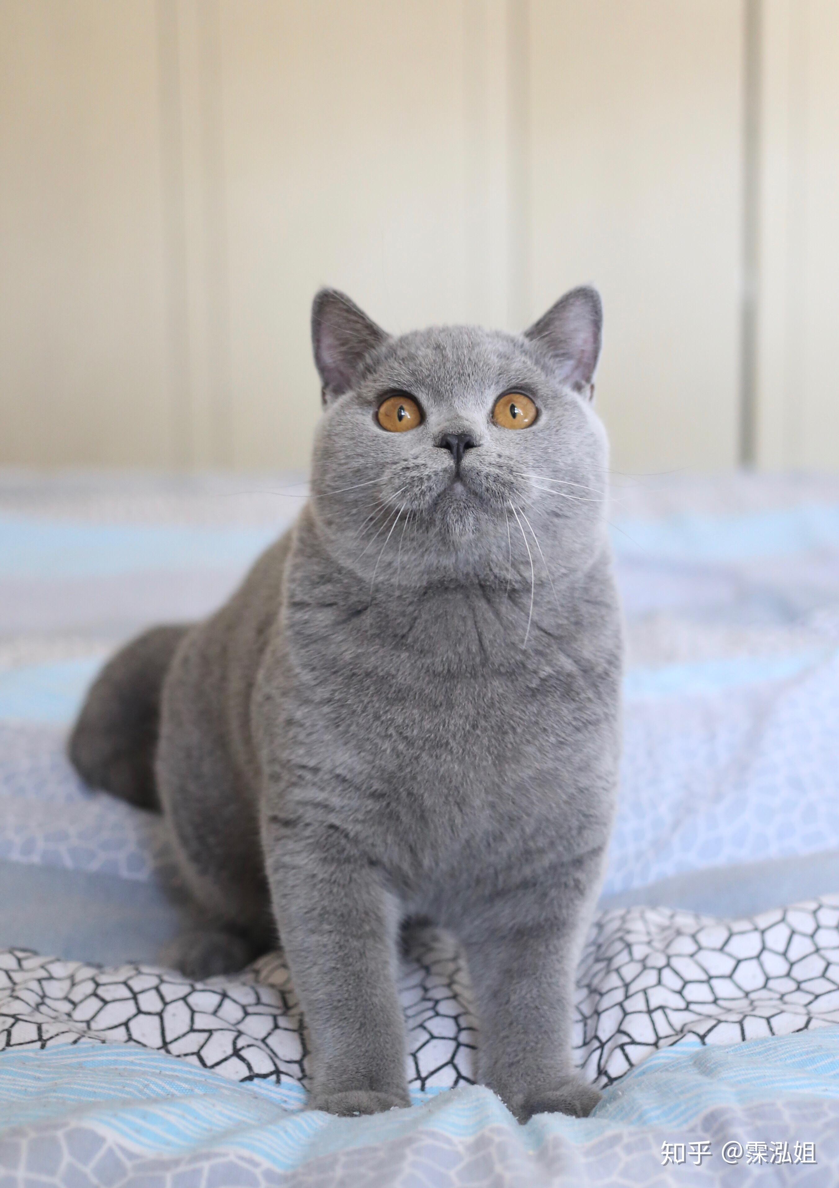 WHISPER CAT 图赏。 - 知乎