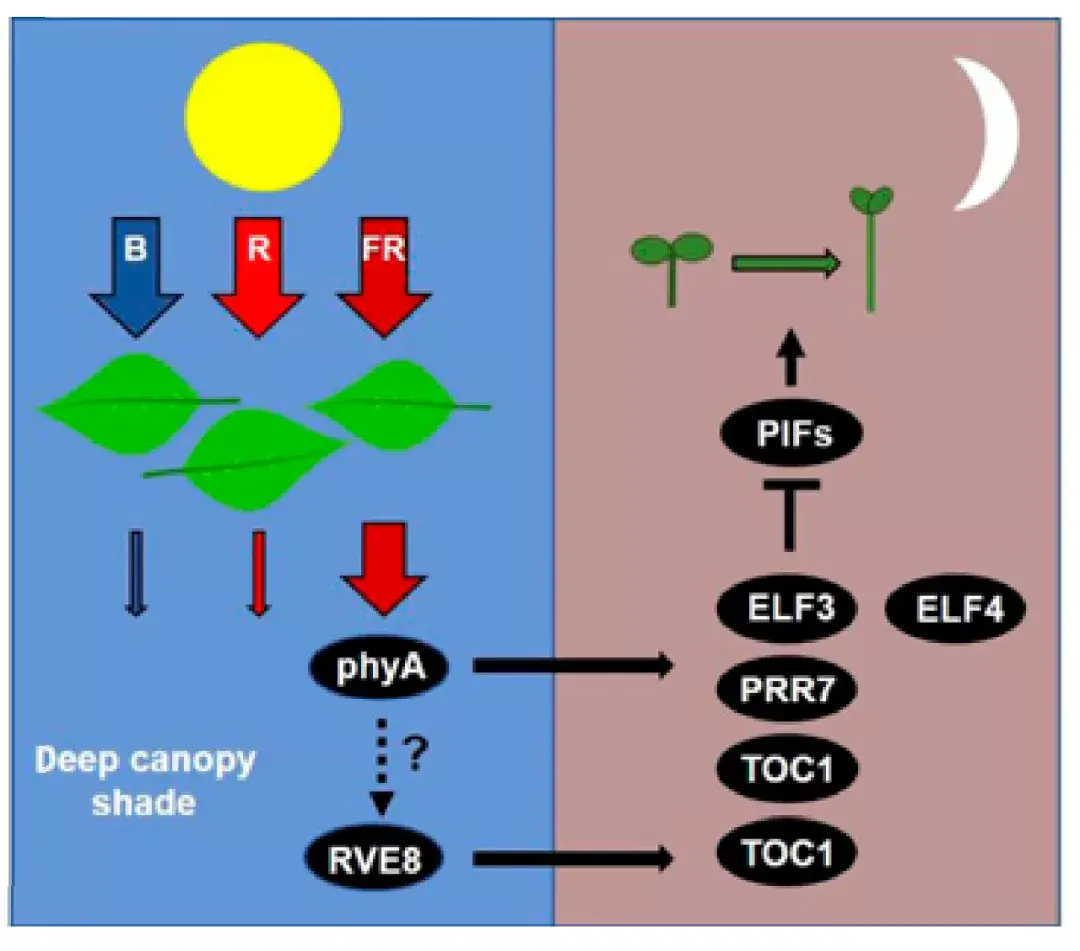 PNAS | 光敏色素A通过生物钟核心组分抑制植物的庇荫反应 - 知乎