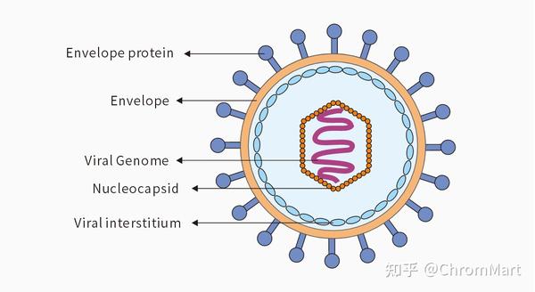 病毒样颗粒（VLP）疫苗科普 - 知乎