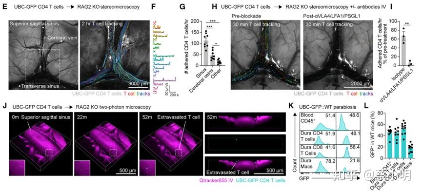 NID145_Functional characterization of the dural sinuses as a ...