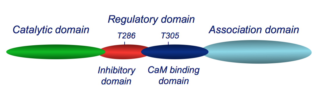 学习与记忆（二）：钙/钙调蛋白依赖激酶 II -CaMKII - 知乎