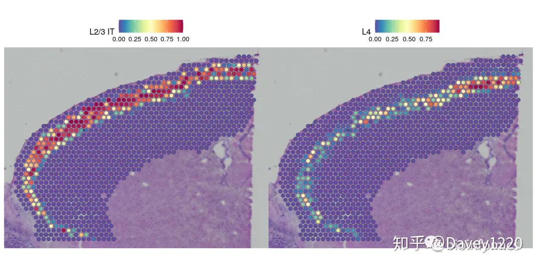 Seurat包学习笔记（三）：Analysis of spatial datasets - 知乎