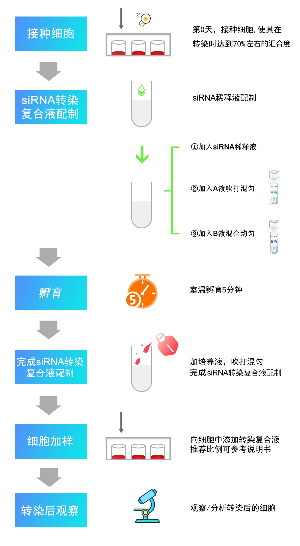实验储备 | siRNA转染操作及要点 - 知乎
