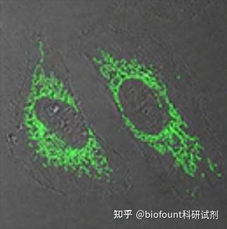 MitoTracker Green FM；线粒体绿色荧光探针 - 知乎