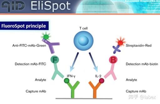 酶联免疫斑点技术（Elispot）在mRNA疫苗中的应用 - 知乎
