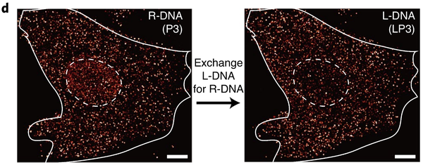 Nat Biotech | 细胞核研究添利器：L-DNA低核背景成像优势 - 知乎