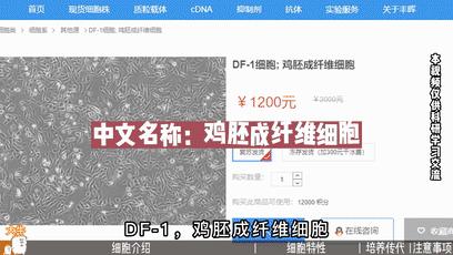 DF-1细胞培养，鸡胚成纤维细胞培养攻略-丰晖生物 - 知乎