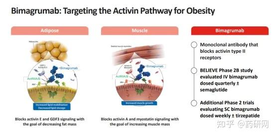 Bimagrumab数据惊艳! ActRII 引爆高质量减重新热潮 - 知乎