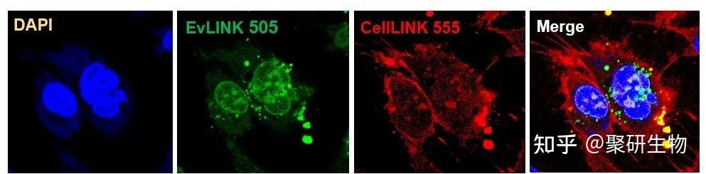 外泌体&细胞膜双染 - 知乎