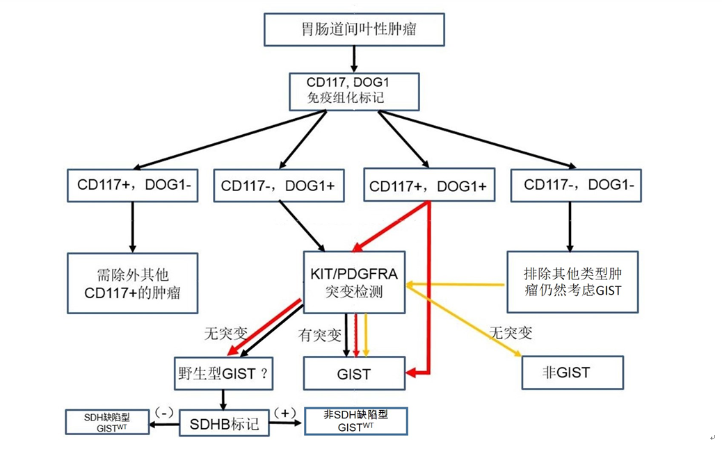 健康科普 | 什么是胃肠间质瘤？一文带你读懂 - 知乎