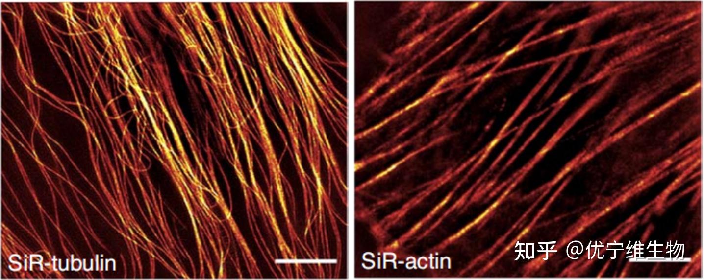 7大亚细胞结构染料怎么选？一文教会你 - 知乎