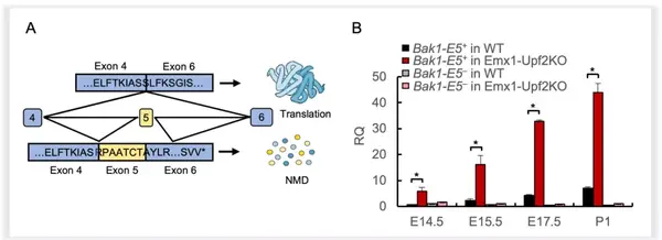 专家点评Neuron | 微小外显子microexon介导长寿神经元抗凋亡的特异性机制 - 知乎