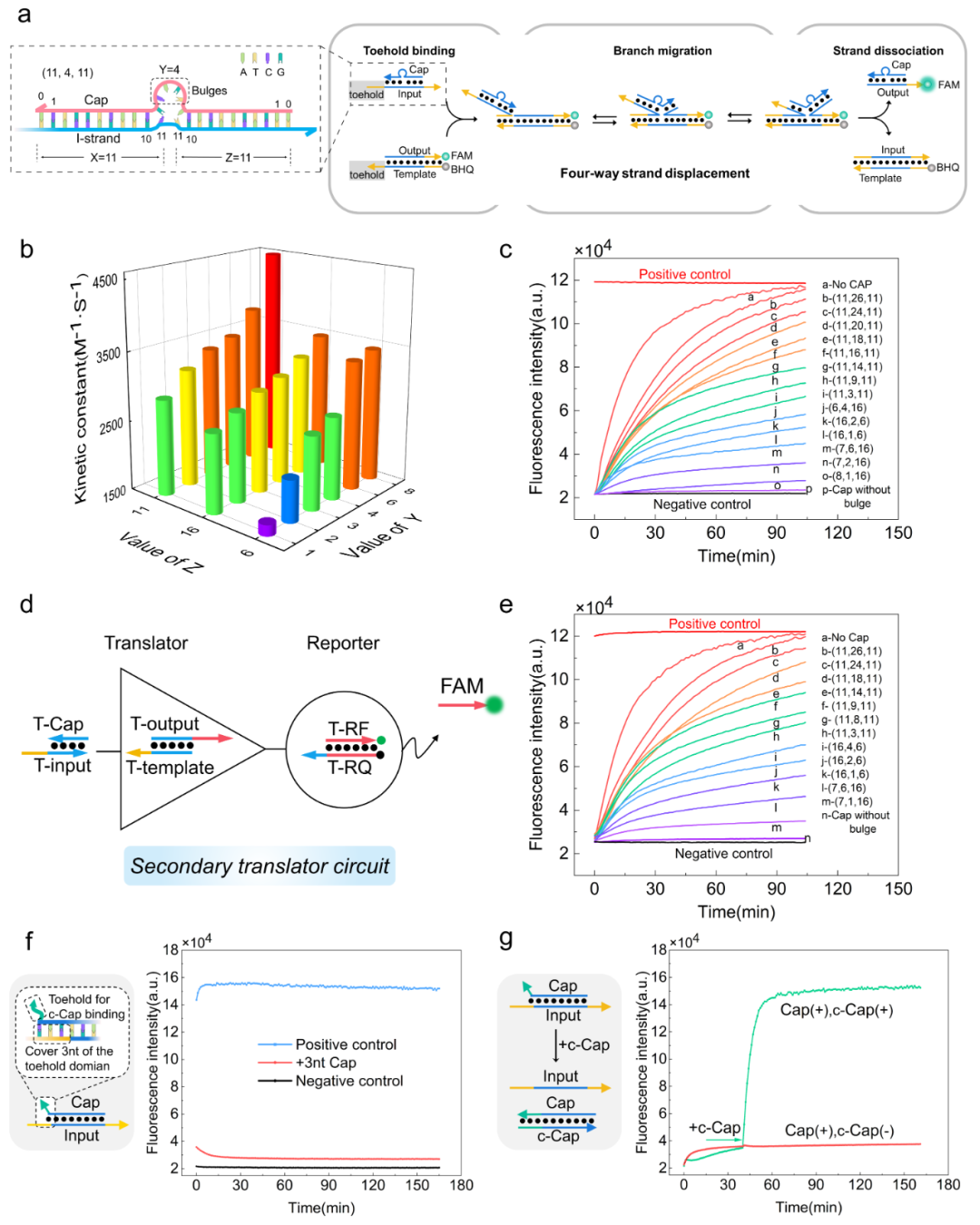 NAR︱华中科技大学肖先金团队开发Cap工具实现DNA纳米装置的个性化后修饰 - 知乎