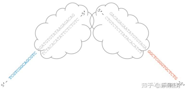 Tn5丨转座现象如何应用于文库构建 - 知乎