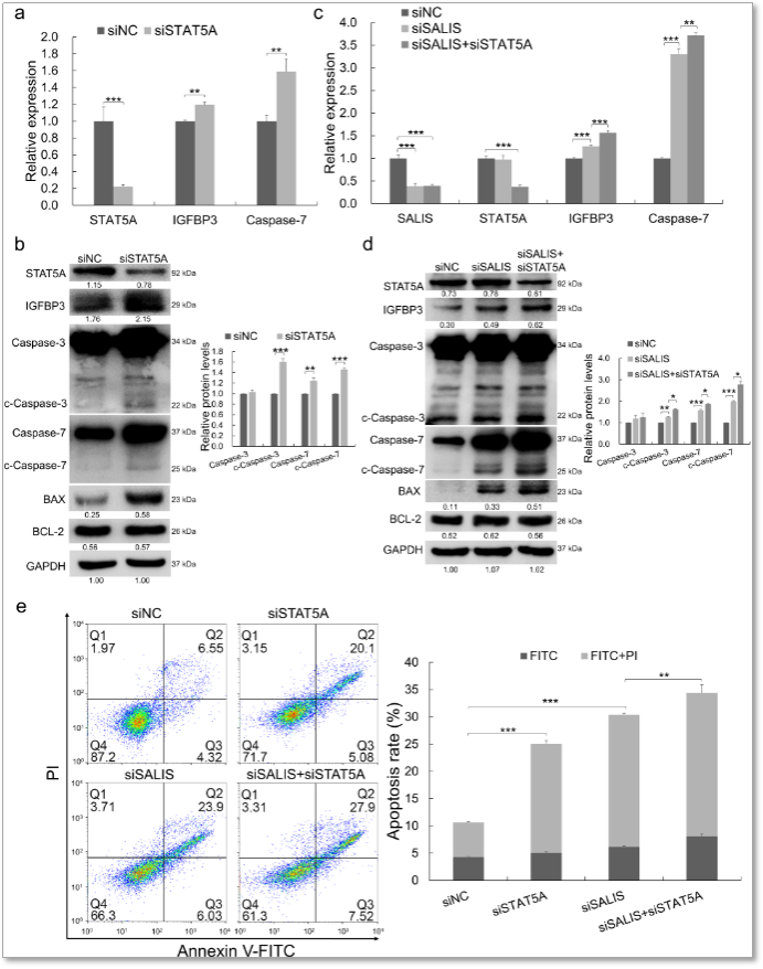Cell Death Dis︱南方医科大学公共卫生学院邹飞/周良及南方医院蔡绍曦团队合作揭露肝细胞癌发展的新机制 - 知乎