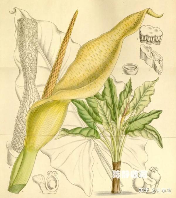 科学绘画||被子植物家族的天南星科成员（六） - 知乎