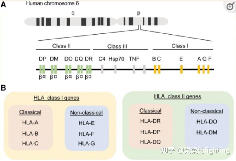 【肿瘤诊疗】HLA分型 - 知乎