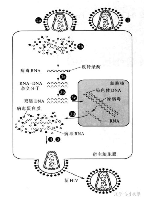 RNA病毒在宿主细胞内进行RNA复制或者逆转录时，所需的酶是在宿主细胞合成的吗？具体的过程怎样？ - 知乎