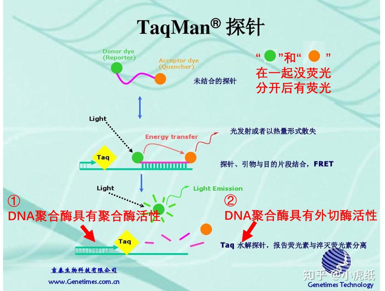 限制性核酸内切酶简称为限制酶，简称为内切酶不好吗？ 知乎