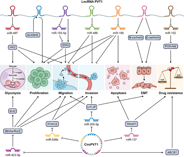 Cell Death Discov 综述︱非编码RNA PVT1在骨肉瘤中的作用：lncRNA PVT1和circPVT1 - 知乎
