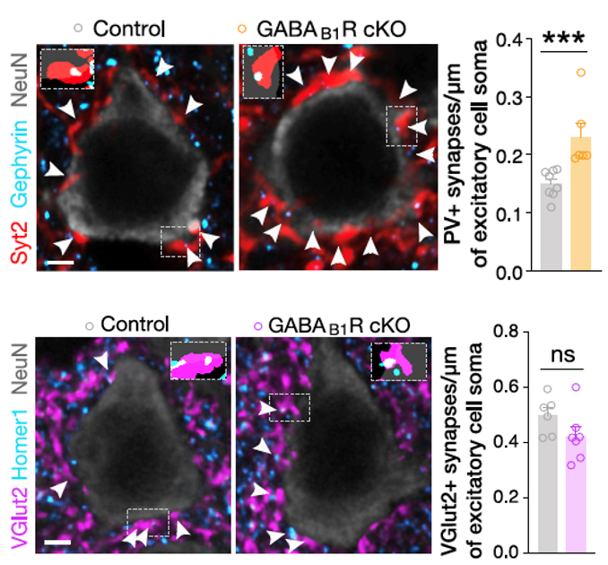 大胃王也挑食？---发育早期小胶质细胞对突触的选择性修剪 | 脑海Yeah - 知乎