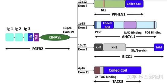 FGFR2融合之思考 - 知乎