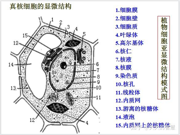 高中生物总复习之细胞结构功能图汇总，彩色图片（超详细） - 知乎