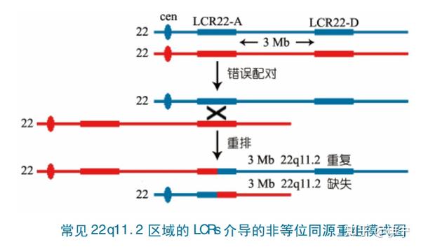 染色体22q11区域基因组疾病的故事 - 知乎