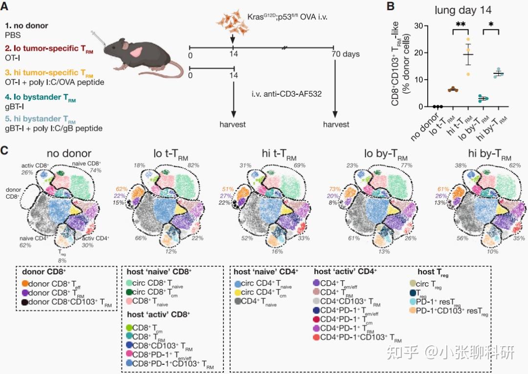肿瘤免疫新方向：组织驻留记忆T细胞你了解吗？ - 知乎