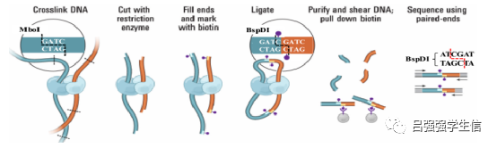 Hi-C测序简介及文库制备 - 知乎